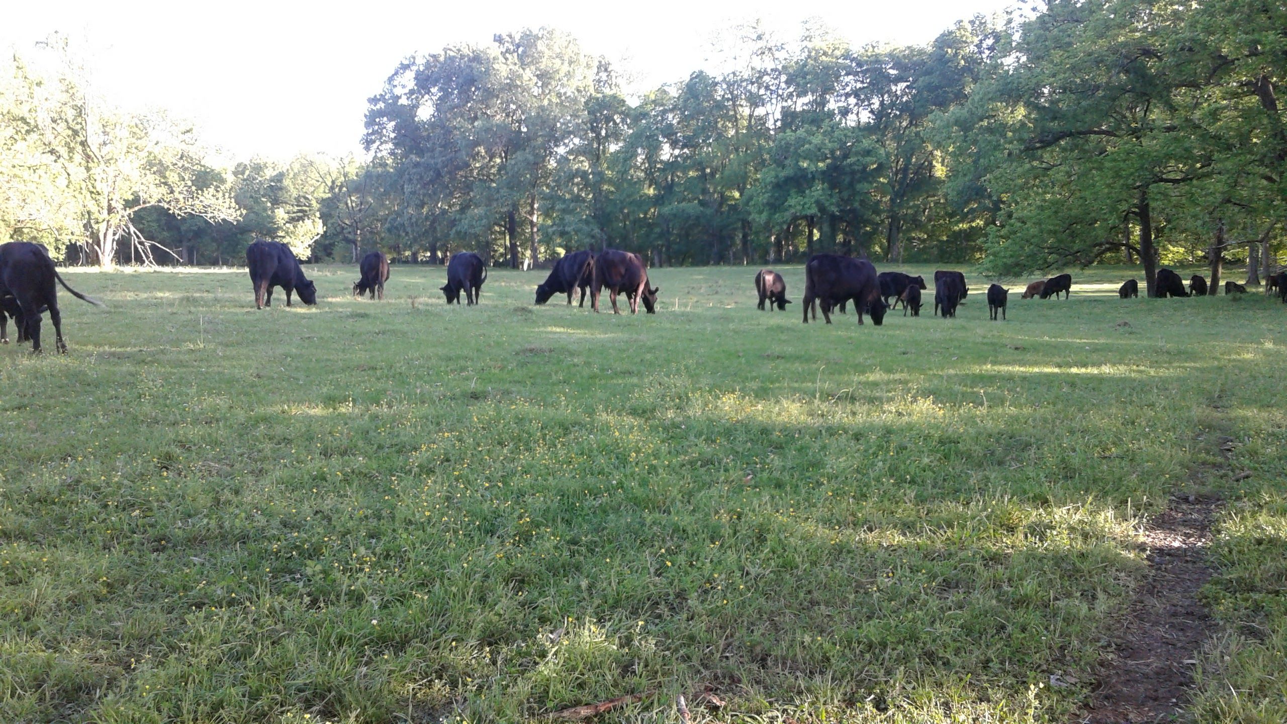 A field of cows